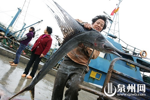 石狮渔民台湾海峡意外捕获尾巴最长的鲨鱼_新闻中心_新浪网