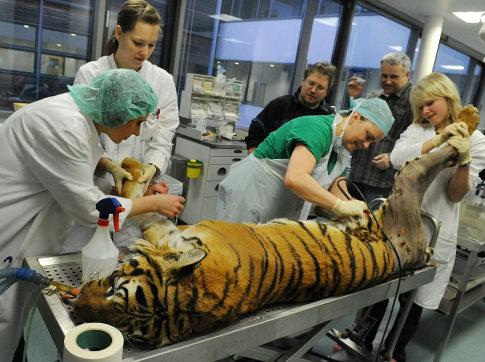 rmdeobert: German veterinary artificial joint replacement for the Tiger ...